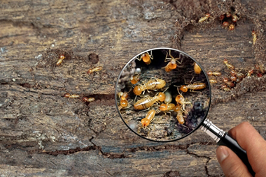 Pre Construction Termite Treatment